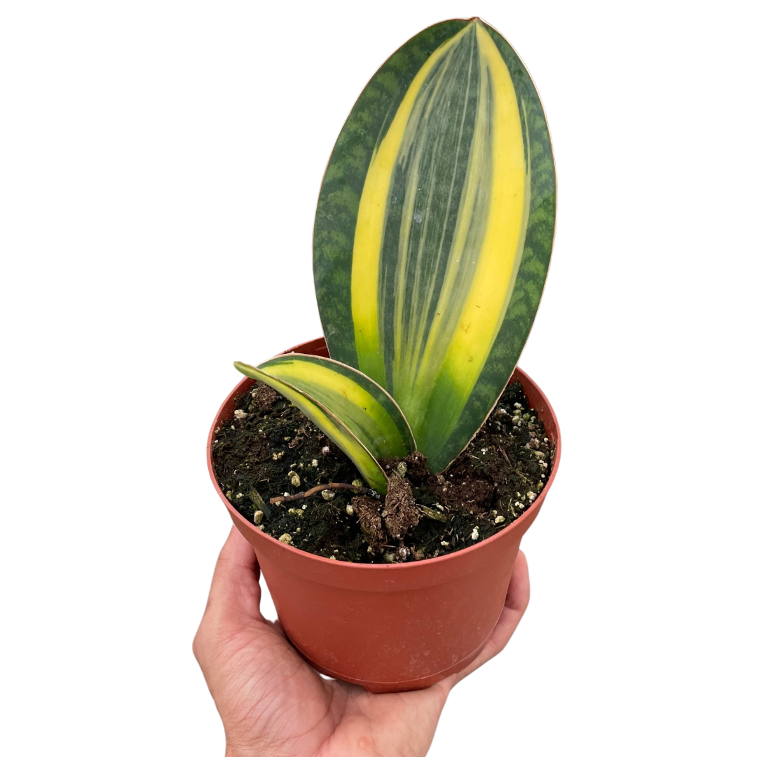 Variegated Shark Fin Snake Plant – Root & Co.